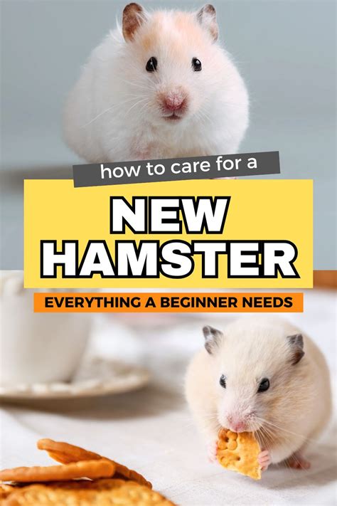 Hamster Care For Beginners Love And Marriage