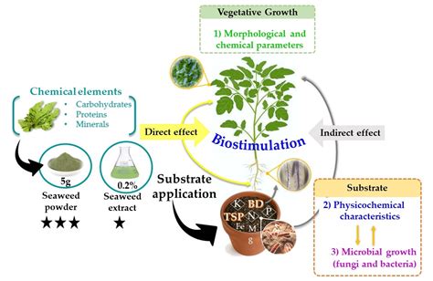Extract Plant At Andrew Godina Blog