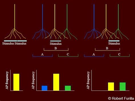 Pnb 2264 Exam 4 Review Flashcards Quizlet