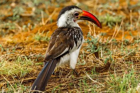 Red Billed Hornbills Earth Life