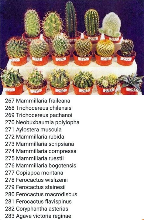 Cactus Plants Pictures And Names At Julius Scudder Blog