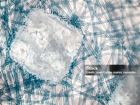 Microstructure Of A Surgical Mask Under The Microscope Optical
