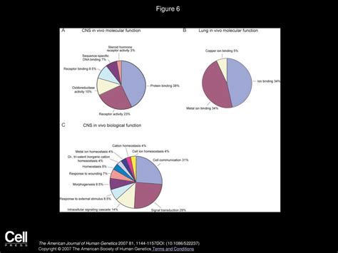 Identification Of The Transcriptional Targets Of Foxp2 A Gene Linked