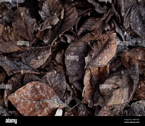 leaves in various stages of decomposition offering a glimpse into the