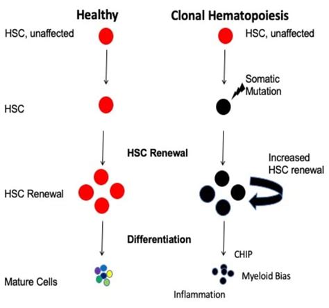 Homing And Engraftment Of Hematopoietic Stem Cells Following