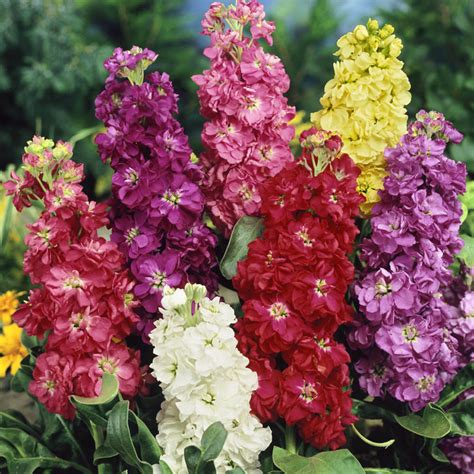 Stock Flowers Zone At Landon Artis Blog