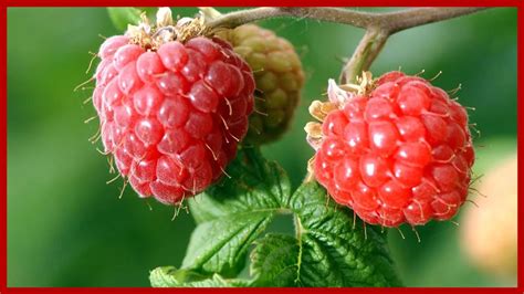 ¿para Qué Sirve El Té De Hojas De Frambuesa 6 Beneficios Y Embarazo