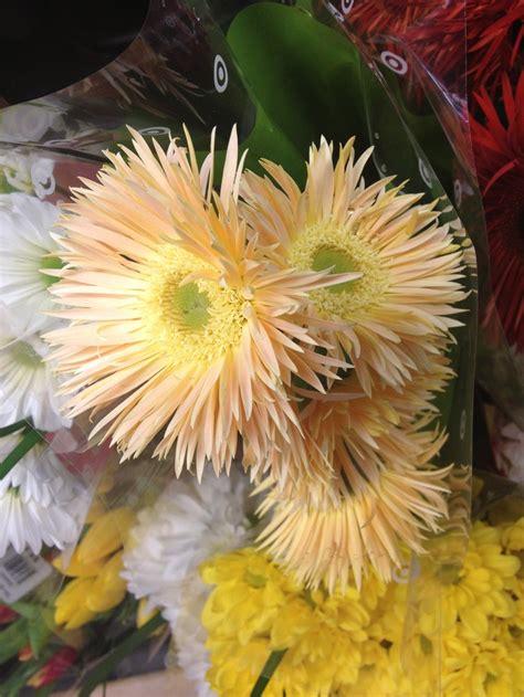 Peach Mums Wedding Planning Plants Flowers