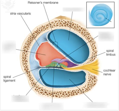 Cochlea Micro Model Diagram Quizlet
