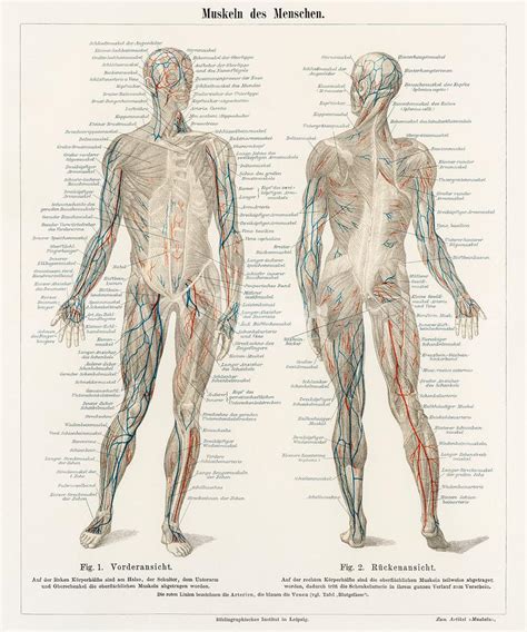 An Antique Illustration Of The Human Nervous Free Public Domain