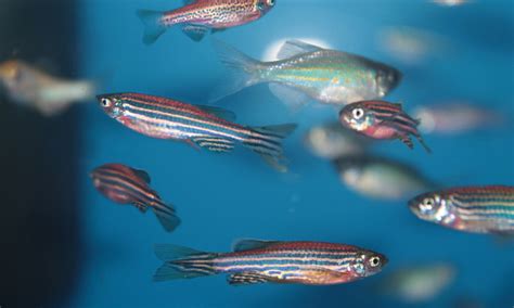 Gene Identified In Zebrafish Effective At Repairing Heart Damage