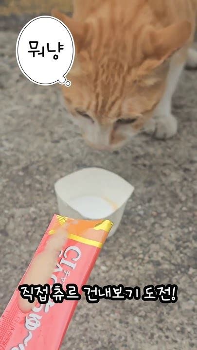 길냥이의 첫 츄르경험 2 고양이 길고양이 Cat 길냥이 Youtube