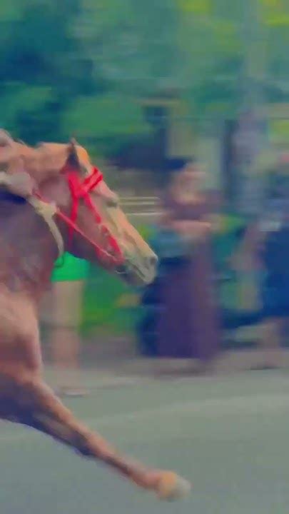 අශ්ව රේස් එක මිනුවන්ගොඩ දැමොට්ටවටඑකෙන්ම සුපිරියක් 🇱🇰🇱🇰🇱🇰🇱🇰🇱🇰🇱🇰 Tv Lanka Youtube