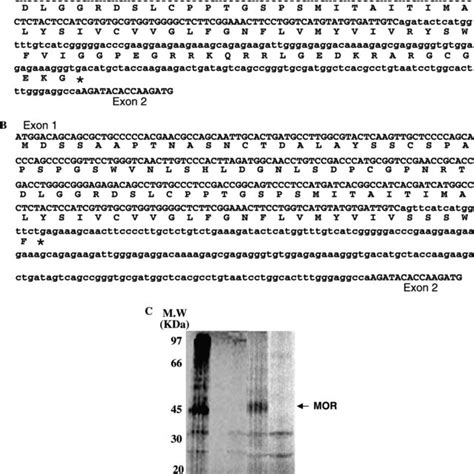 Schematic Of Splice Variant Sv1 And Splice Variant Sv2 Gene