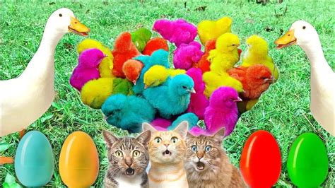 Catch Cute Chickens Colorful Chicken Rainbow Chicken Rabbits Cute