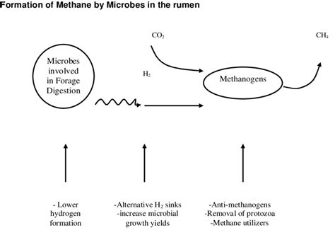 Schematic Outline Of Steps Involved In Methane Formation In The Rumen