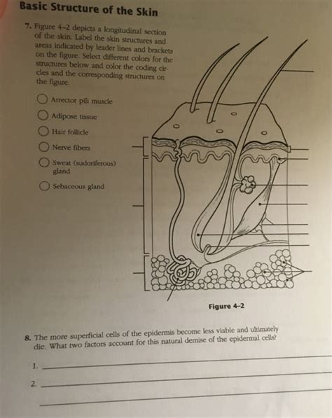 Solved Basic Structure Of The Skin 7 Figure 4 2 Depicts A