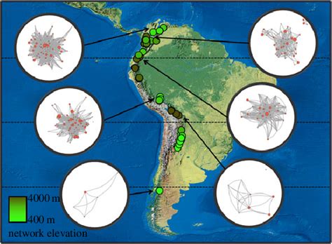 Distribution Of Mixed Species Flock Networks Observed Across The Andes Download Scientific