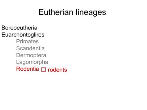 Ppt Eutherian Lineages Powerpoint Presentation Free Download Id 994853