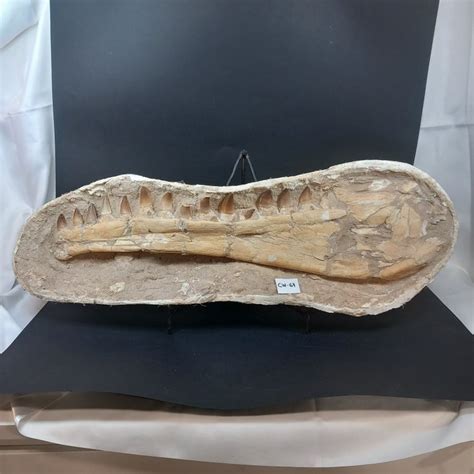 Mosasaur Fossil Bone Mosasaurus Sp 24 Cm 71 Cm Auction