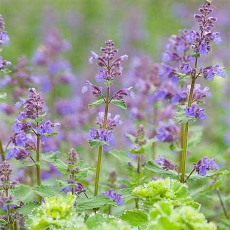 Buy Herb Catnip Seeds At Uk