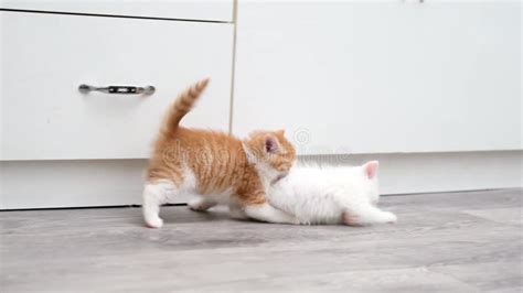 Cute Kitten Playing With A Ball Stock Video Video Of Tiny Animal