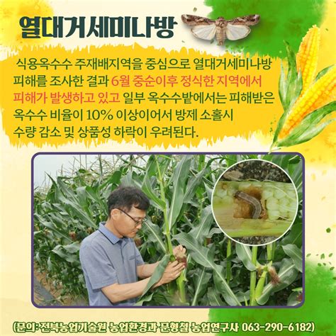 전북특별자치도농업기술원 식용옥수수 열대거세미나방 방제 철저히 해야 옥수수 잎을 잘 살펴 어린