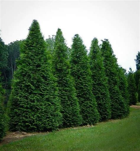 Green Giant Product Information Rolling Fields Tree Farm