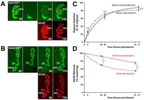 Rapsyn And Achr Dynamics At The Nmj Download Scientific Diagram