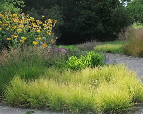 Sesleria Autumnalis Autumn Moor Grass Bare Roots Buy Online At