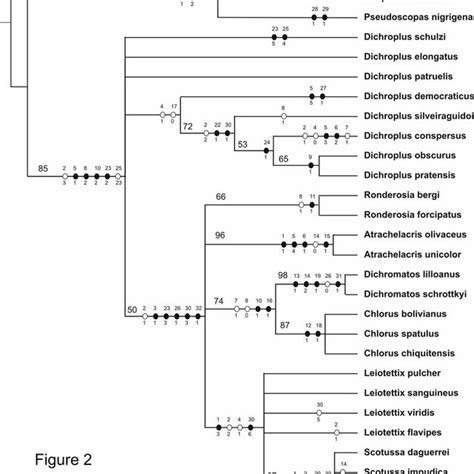 Strict Consensus Of 19 Mp Trees Obtained From Morphological Data Download Scientific Diagram