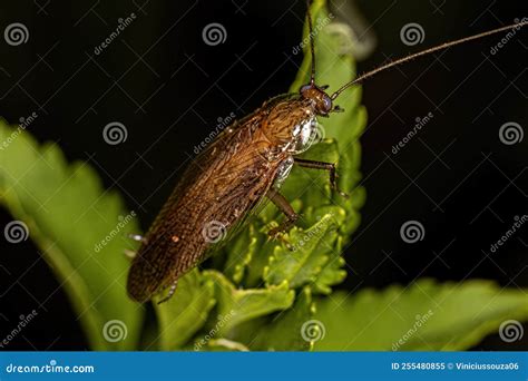 Adult Wood Cockroach Stock Image Image Of Protection 255480855