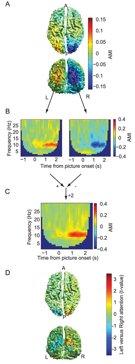 The Modulation Of Visual Oscillatory And Hemodynamic Brain Activity