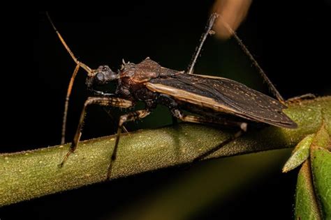 Premium Photo Adult Assassin Bug
