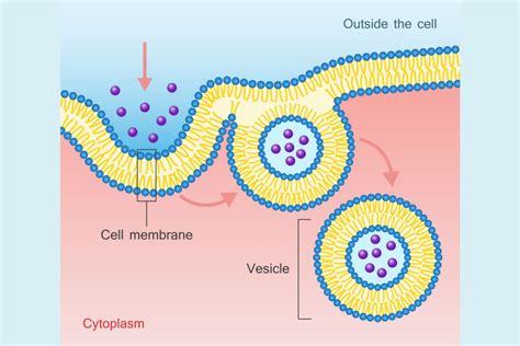 A Definition Of Endocytosis With Steps And Types