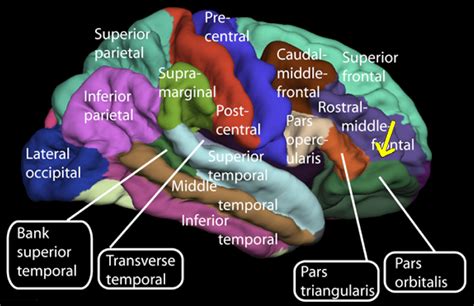 Orbital Part Of Inferior Frontal Gyrus Wikiwand Human Brain Cerebral Cortex Brain Size Orbital Part Of Inferior Frontal Gyrus Wikiwand Human Brain Cerebral Cortex Brain Size