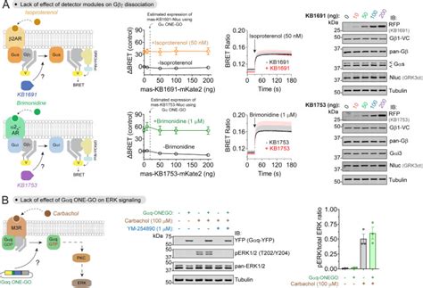 Direct Interrogation Of Context Dependent Gpcr Activity With A Universal Biosensor Platform Cell