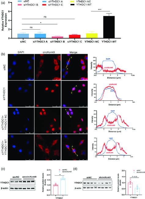 Ythdc1 Promotes Circkcnk9 Nuclear Translocation A Validation Of Download Scientific Diagram