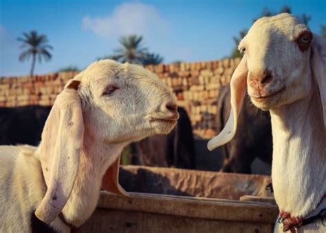 Pakistani Goat Breeds