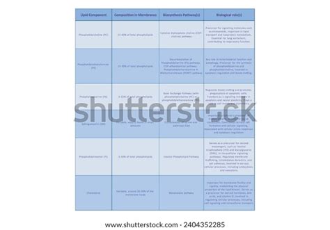 Table Showing Phospholipids Types Biosynthesis Pathways Stock Vector Royalty Free 2404352285