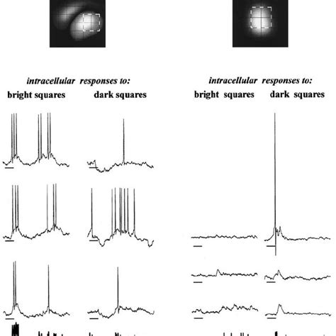 Projections Of Simple Cells In Layer 6 The Receptive Fields Of Two