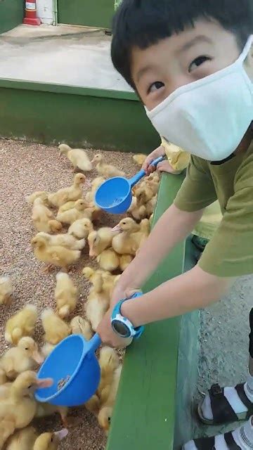 오리먹이주기거위먹이체험 Youtube