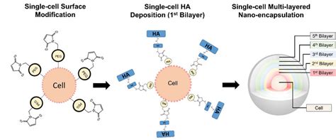 schematic representation of free floating single cell encapsulation