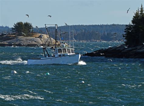 Scallops 101 Some Interesting Facts About Scallops Nspirement