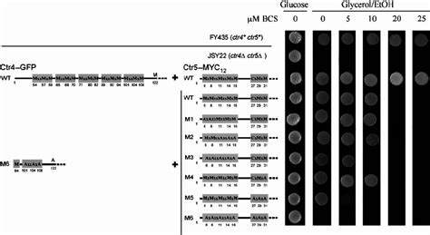 Functional Features Of The Two Partially Overlapping Mets Motifs And