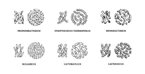 손으로 그린 프로바이오틱스 박테리아 세트 유당 유산균 불자리 비피도박테리움 프로피오니박테리움 연쇄상 구균 스케치 스타일의 벡터 그림 스케치에 대한 스톡 벡터 아트 및 기타