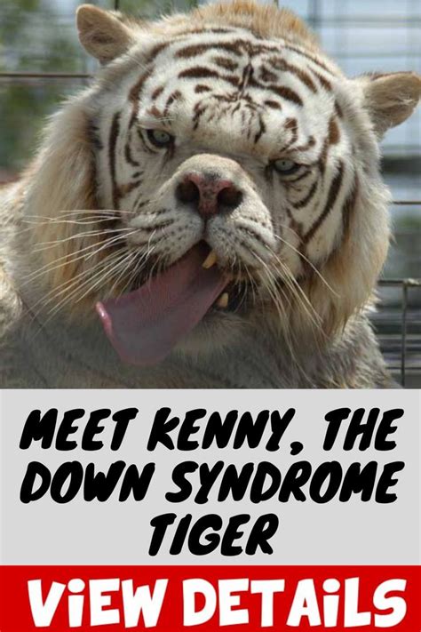 Tiger With Down Syndrome 