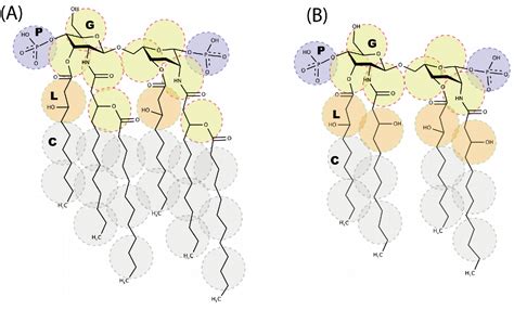 Figure 1 From Aggregation Of Lipid A Variants A Hybrid Particle Field Model Semantic Scholar