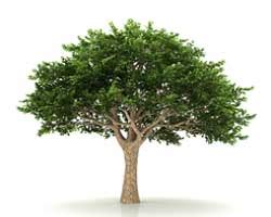 Learning About Trees Education World