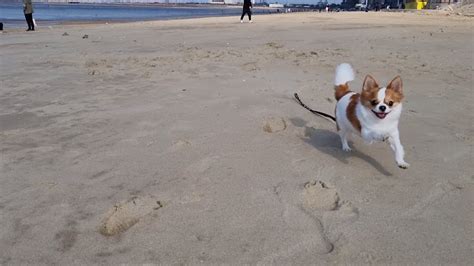 강아지 Vlog 대부도 당일치기 애견동반 여행 치와와 해수욕장 전력질주 달리기🐎 Youtube